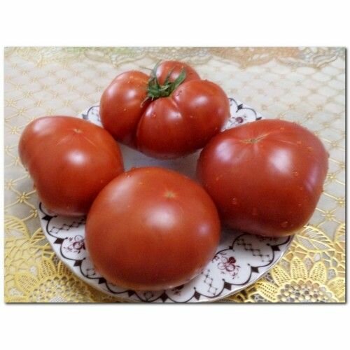 Коллекционные семена томата Акерса Западной Вирджинии