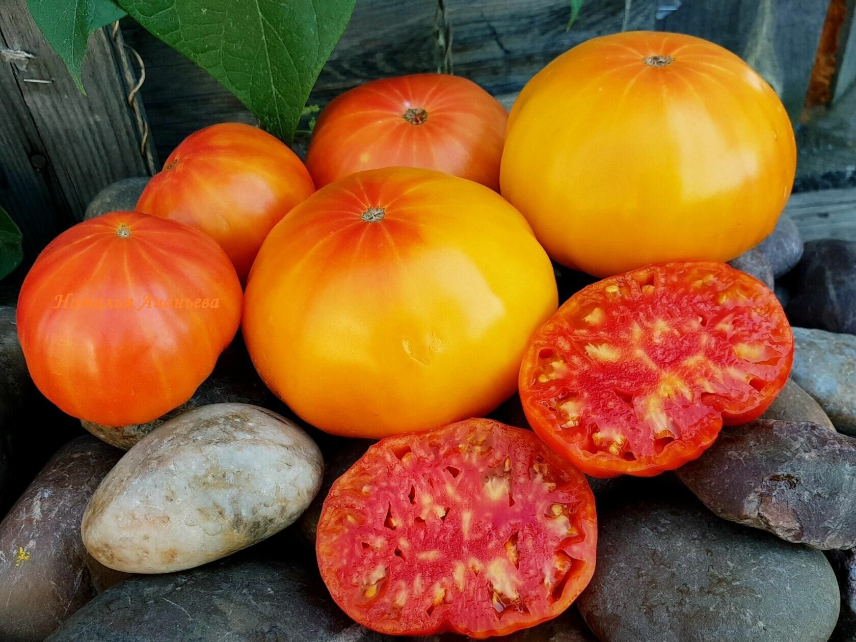 Коллекционные семена томата Король Ананас