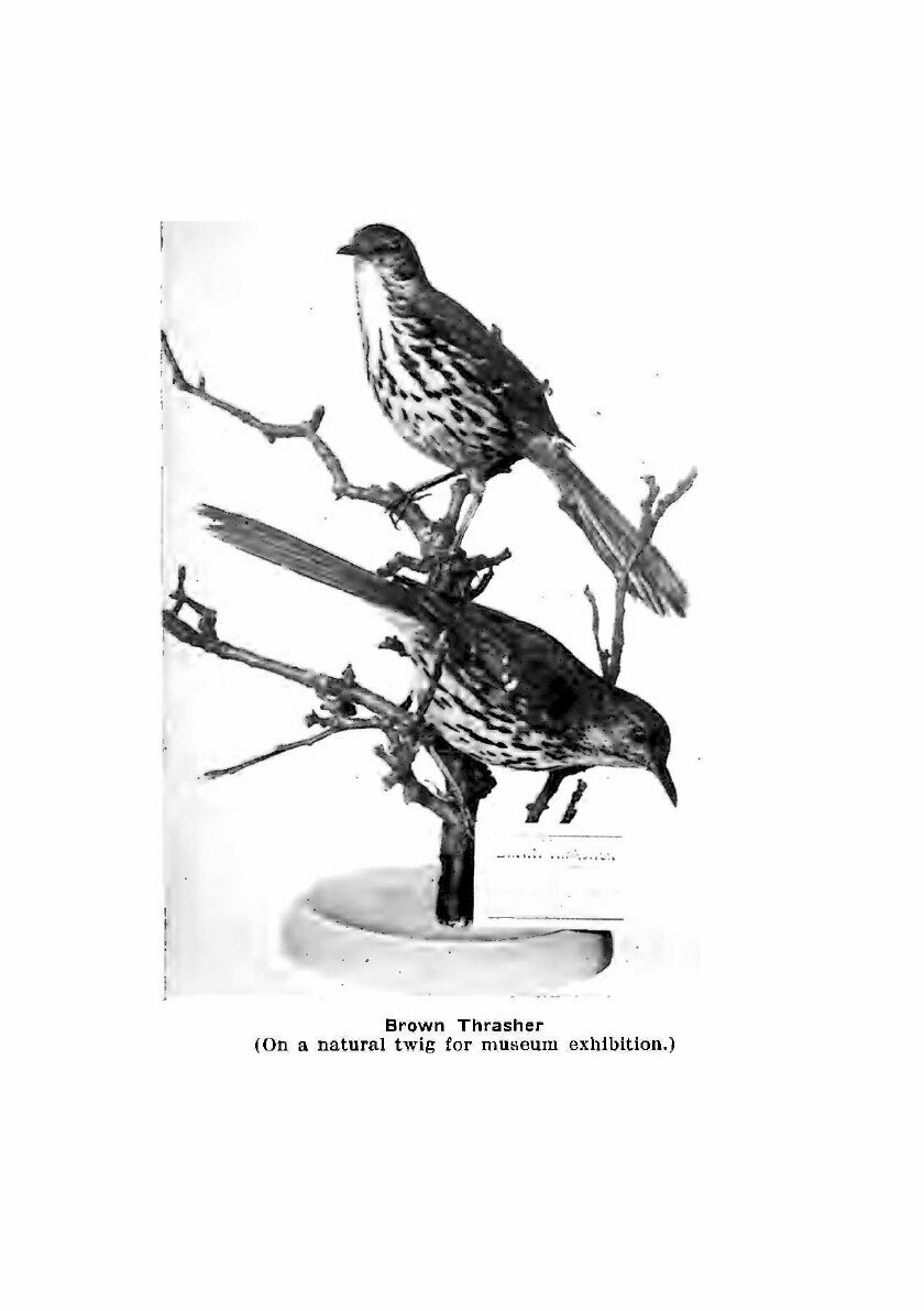 Guide to taxidermy — фото 1