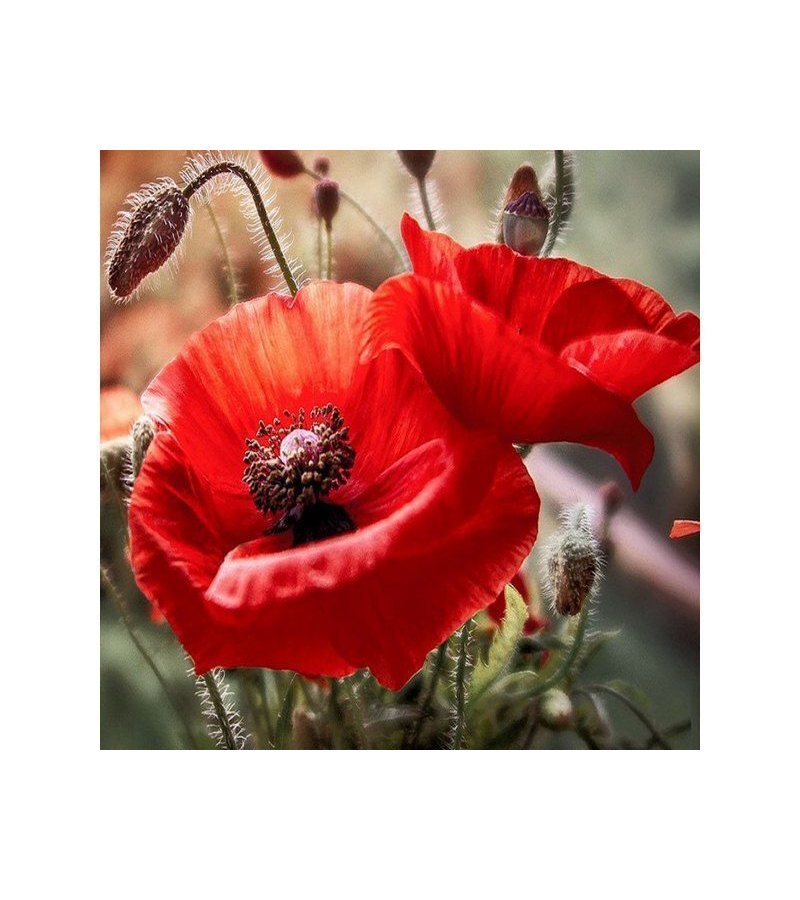 Картина мозаикой 30х30 маки (квадрат) (22 цвета)