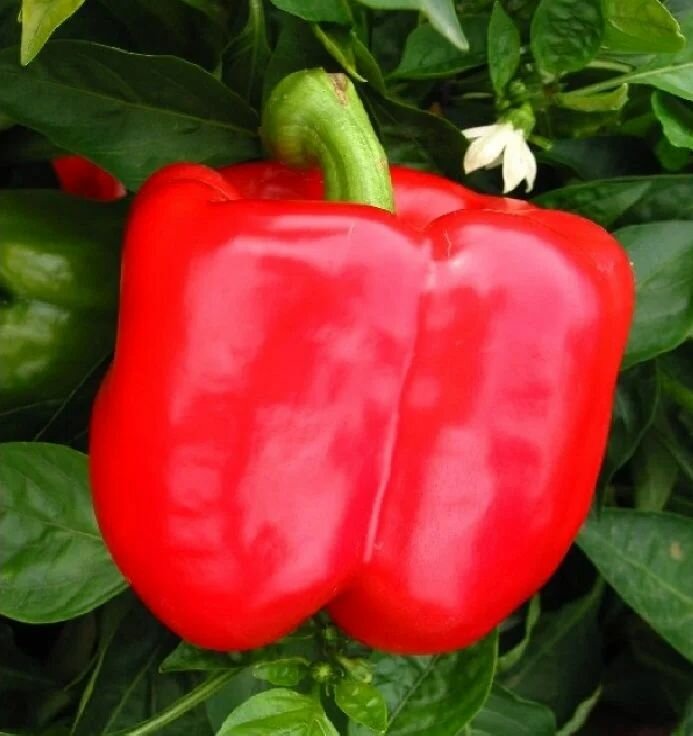 Коллекционные семена перца острого Мачо