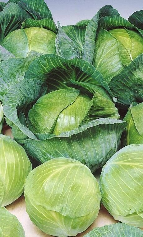 Коллекционные семена капусты б/к Престиж дачника F1