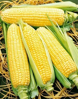 Семена Кукурузы "Сластена", 10 шт. семян
