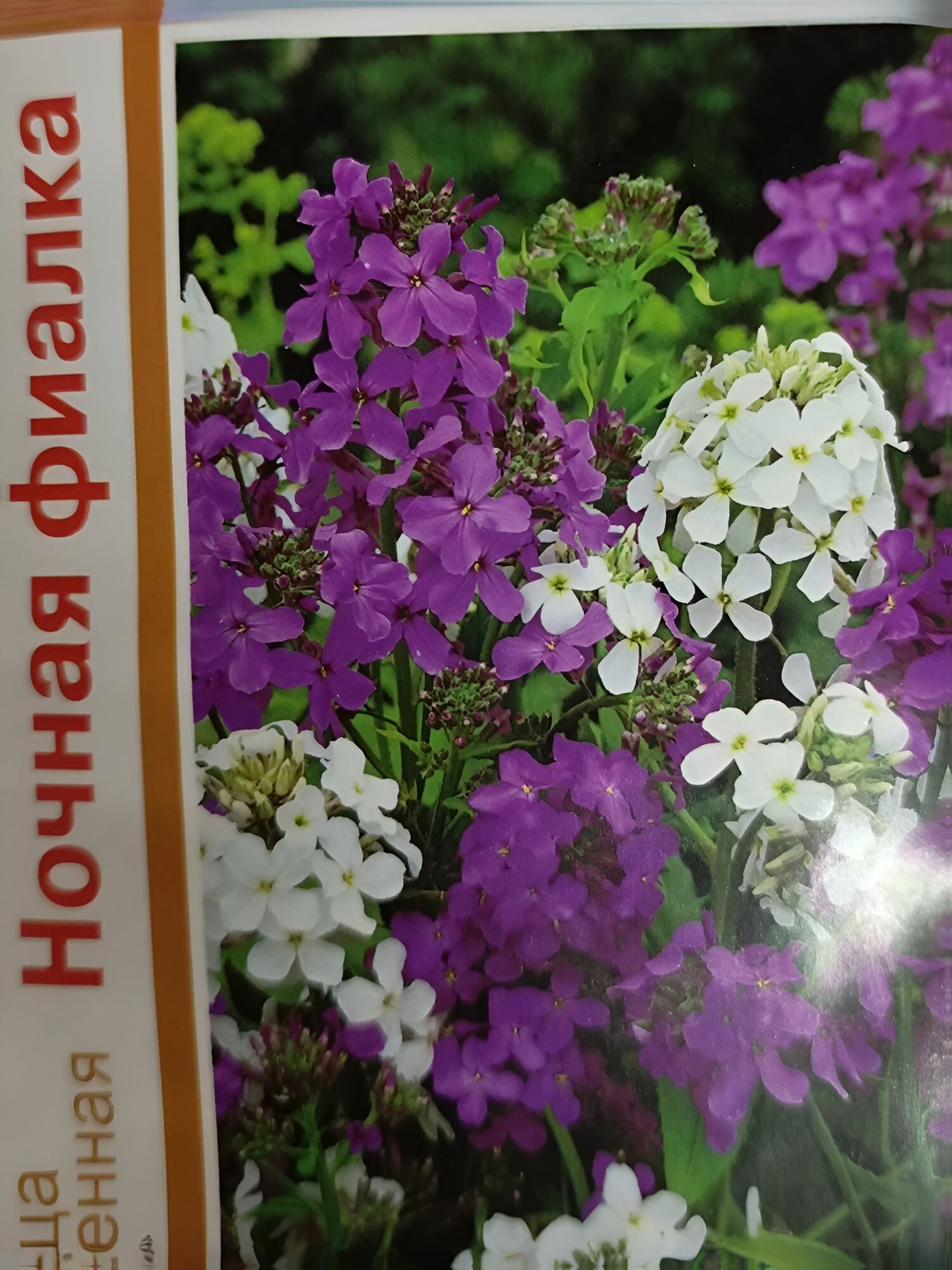Семена ароматных цветов - Ночная фиалка смесь ( вечерница, Хесперис ) двулетник. Двойная граммовка. Гавриш.