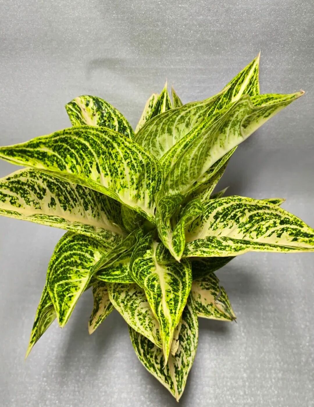 Аглаонема Вайт Легаси