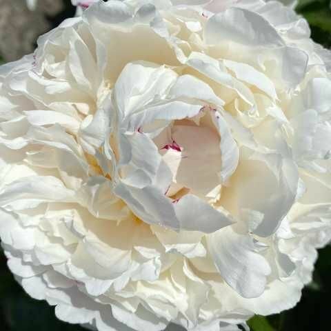 Пион White Lullaby 1 шт.