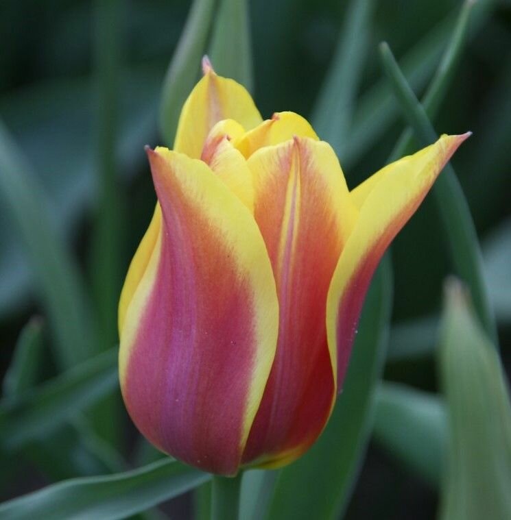 Тюльпан лилиецветный Баллада Дрим 5 шт.