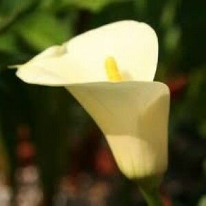 Калла Капитан Корона 1шт