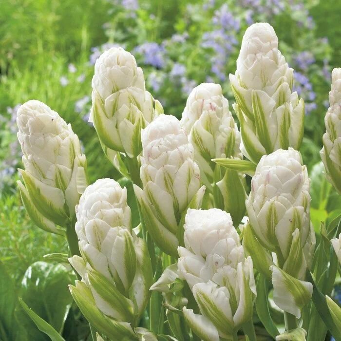 Тюльпан Бруклин 5 шт.