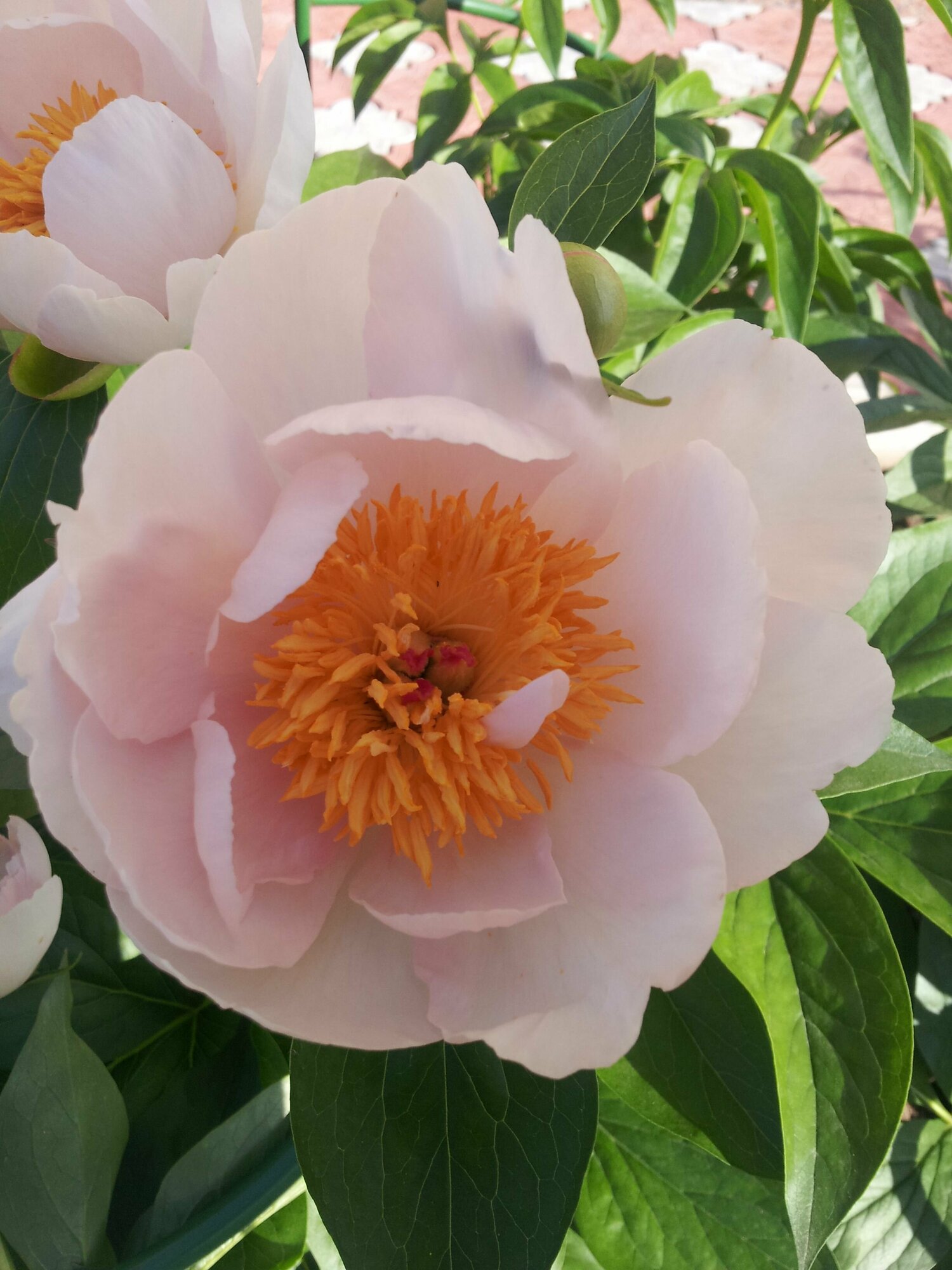 Пион Пинк Вангуард 1 шт