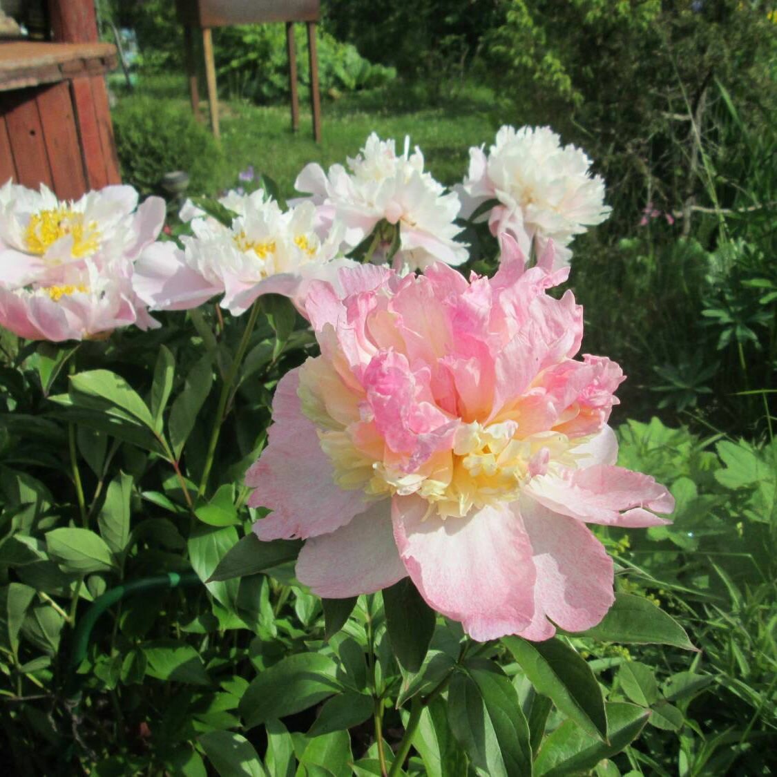 Пион Распберри Сандей 1 шт