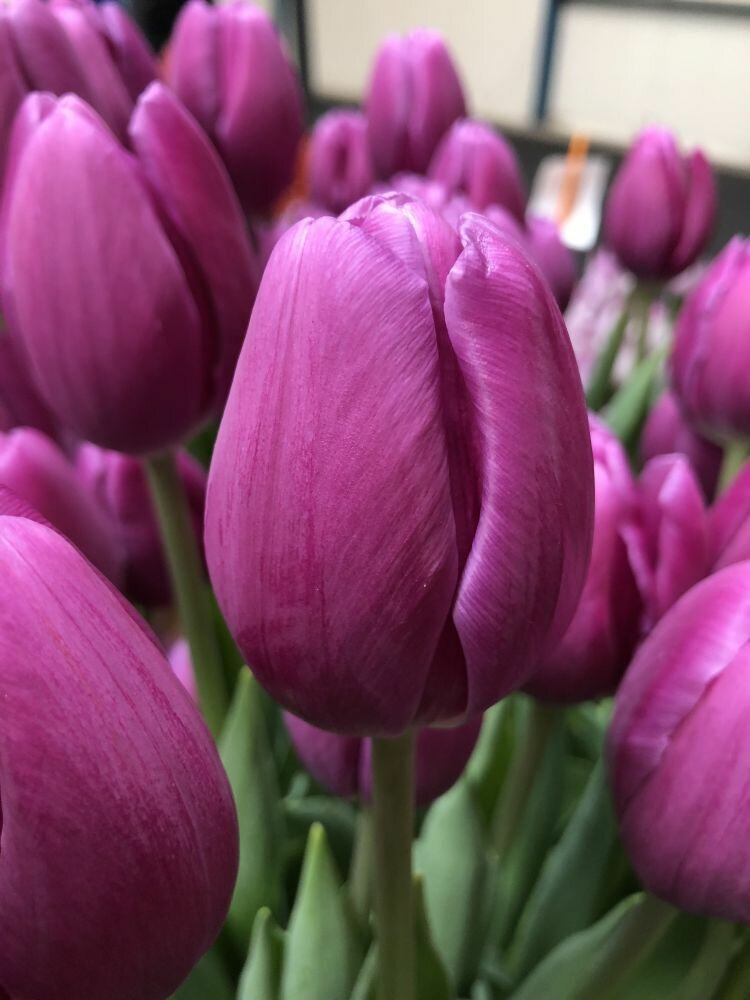 Тюльпан Пурпл Лорд 5 шт.