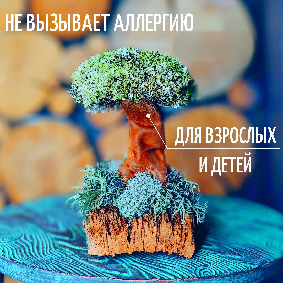 Интерьерный декор, Бонсай / Цетрария живая, дерево из исландского мха для банков, для гостиниц, для кафе