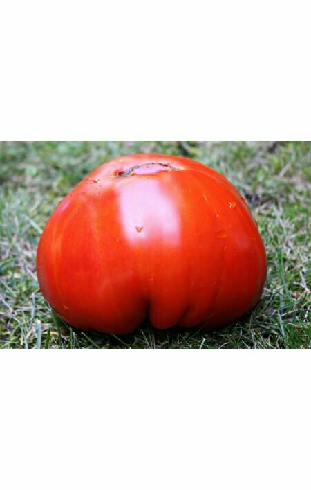 Коллекционные семена томата Монастырская трапеза красная