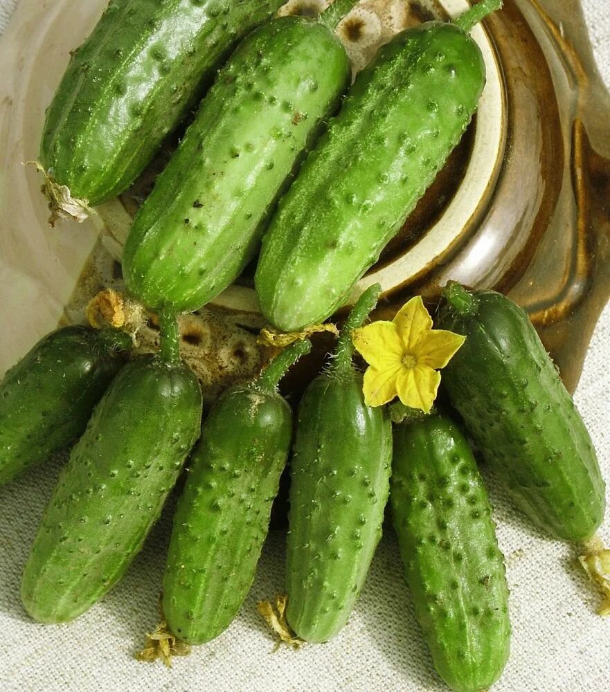 Коллекционные семена огурца Парижский корнишон