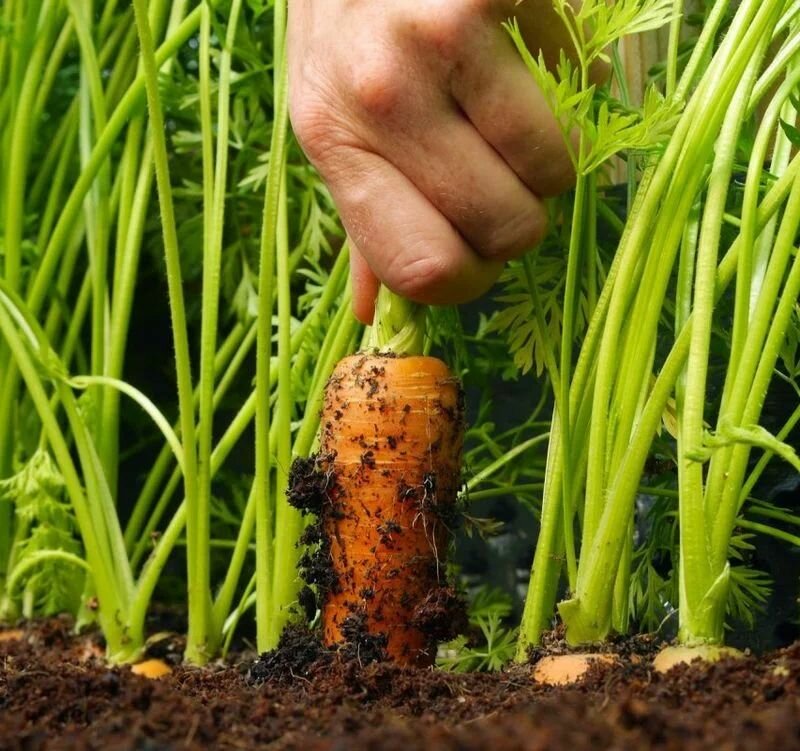 Коллекционные семена моркови Праздник осени