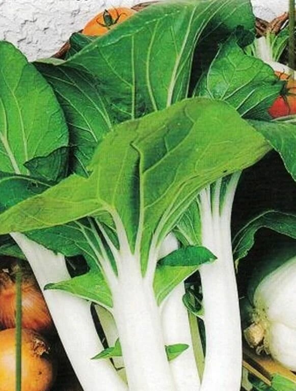 Коллекционные семена капусты китайская Аленушка F1