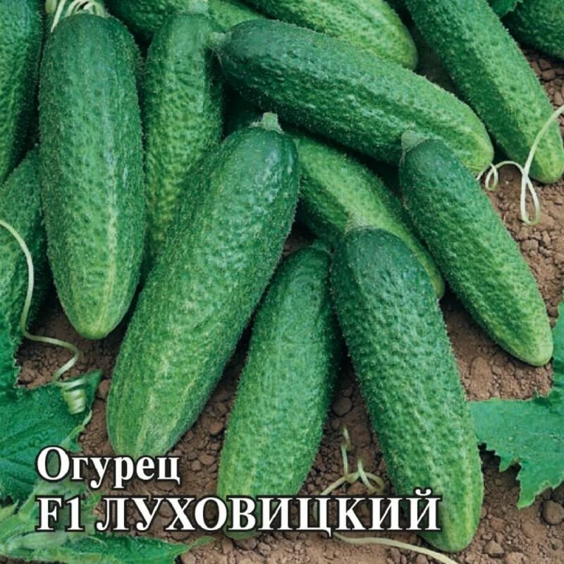 Коллекционные семена огурца F1 Луховицкий