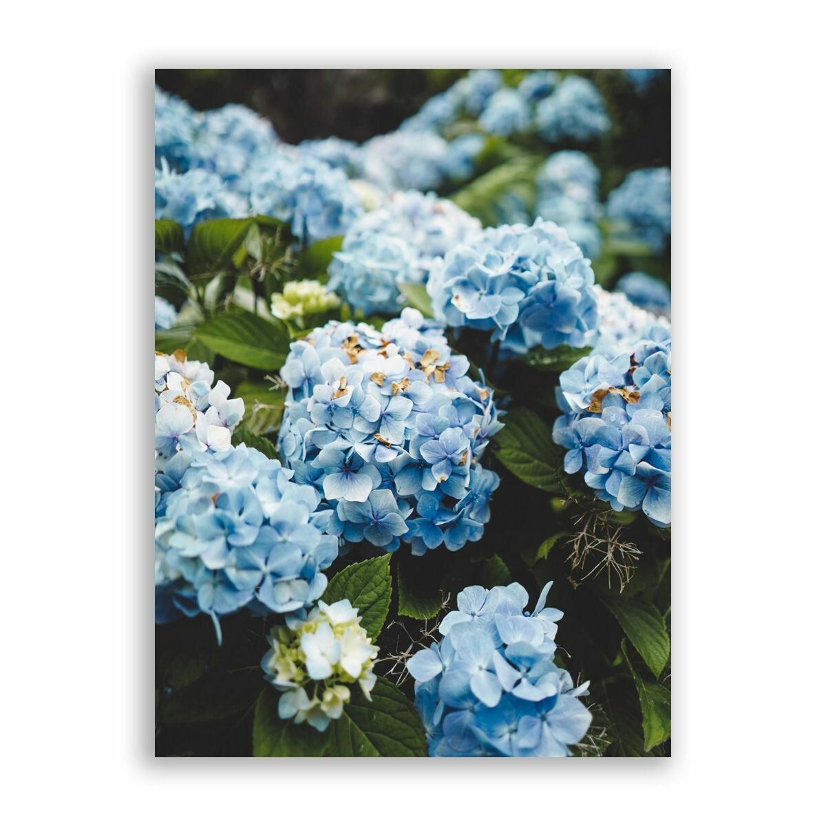 Постер цветы на бумаге / Гортензия / Размер 30 x 40 см