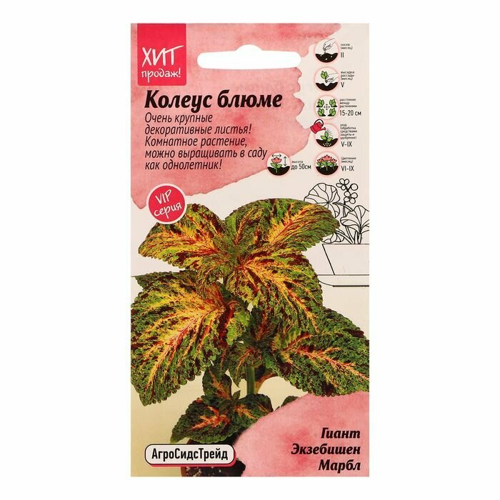 Семена Цветов Колеус блюме Гиант Экзибишен Марбл , 10 шт, Агросидстрейд