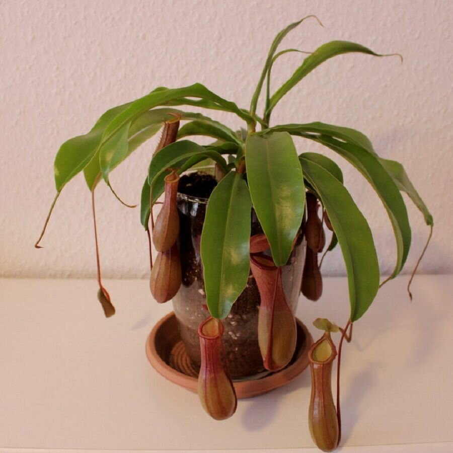 Непентес Рейнвардта, Nepenthes Reinwardtiana, насекомоядное растение, семена