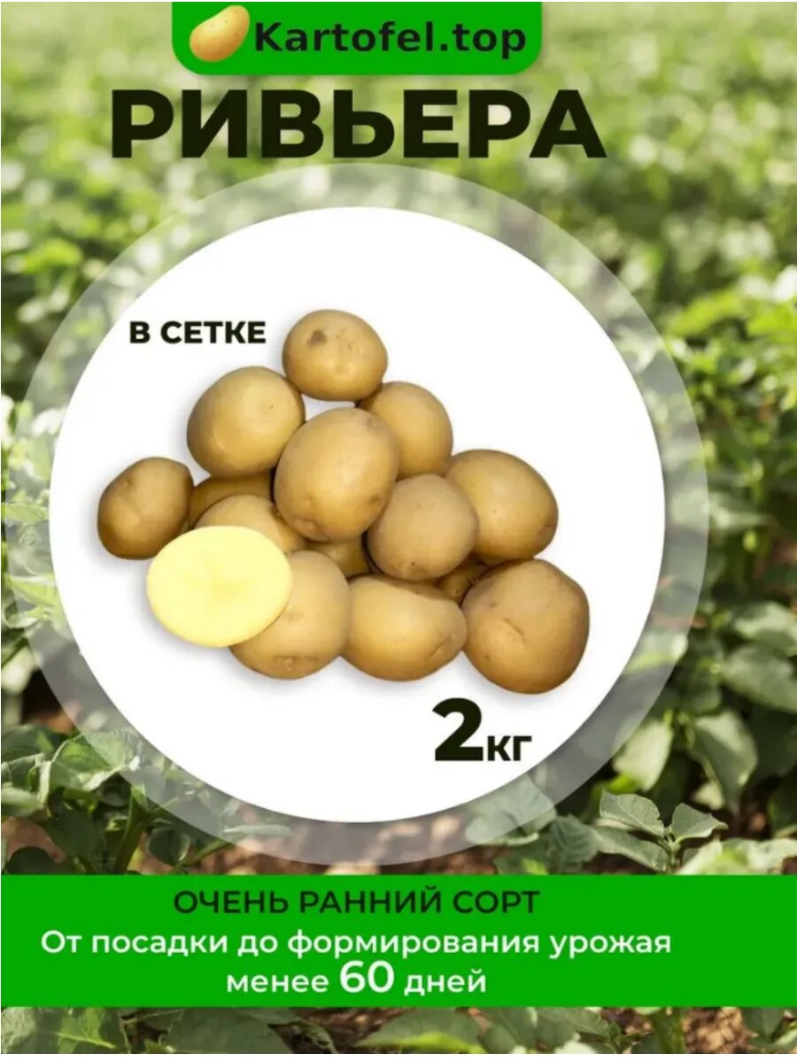 Картофель семенной сверхранний Ривьера 2 кг