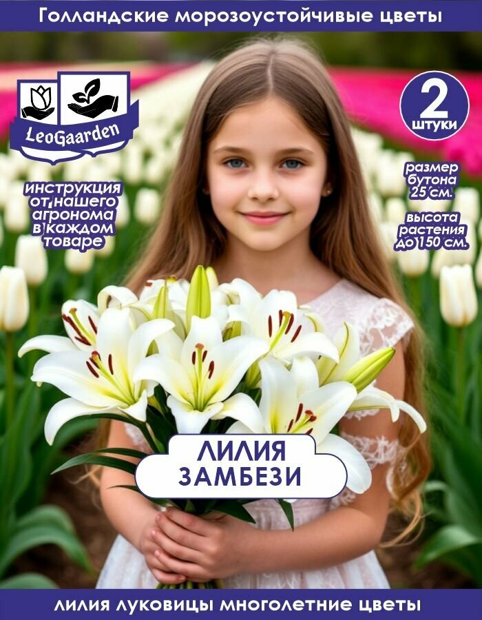 Лилия Луковица, Замбези, разбор 22/24, 2 шт