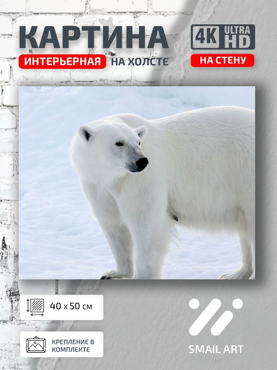 Картина на холсте интерьерная 40 на 50 на стену Белый Animal для гостиной animal style