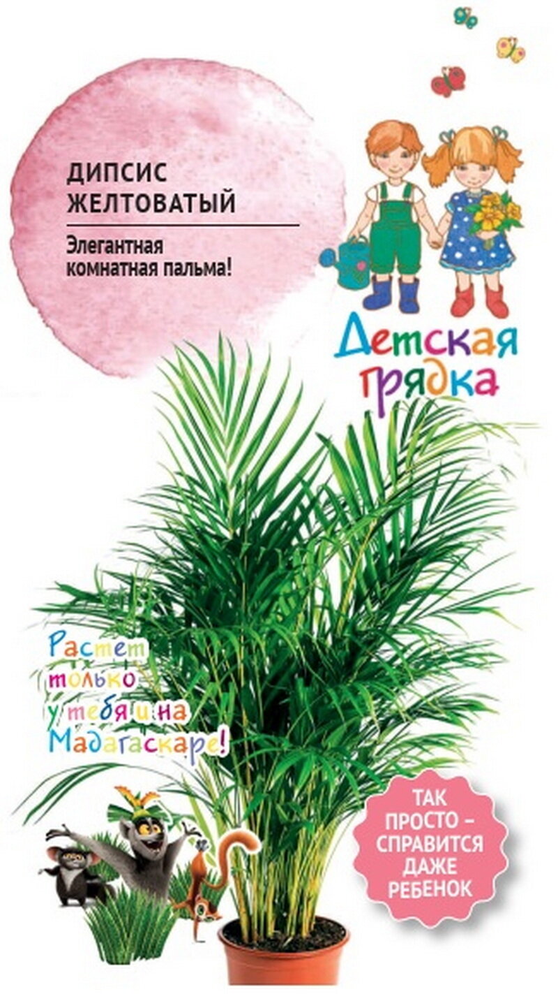 Семена цветов Детская грядка дипсис желтоватый 5 шт, для дачи, сада, огорода и на рассаду