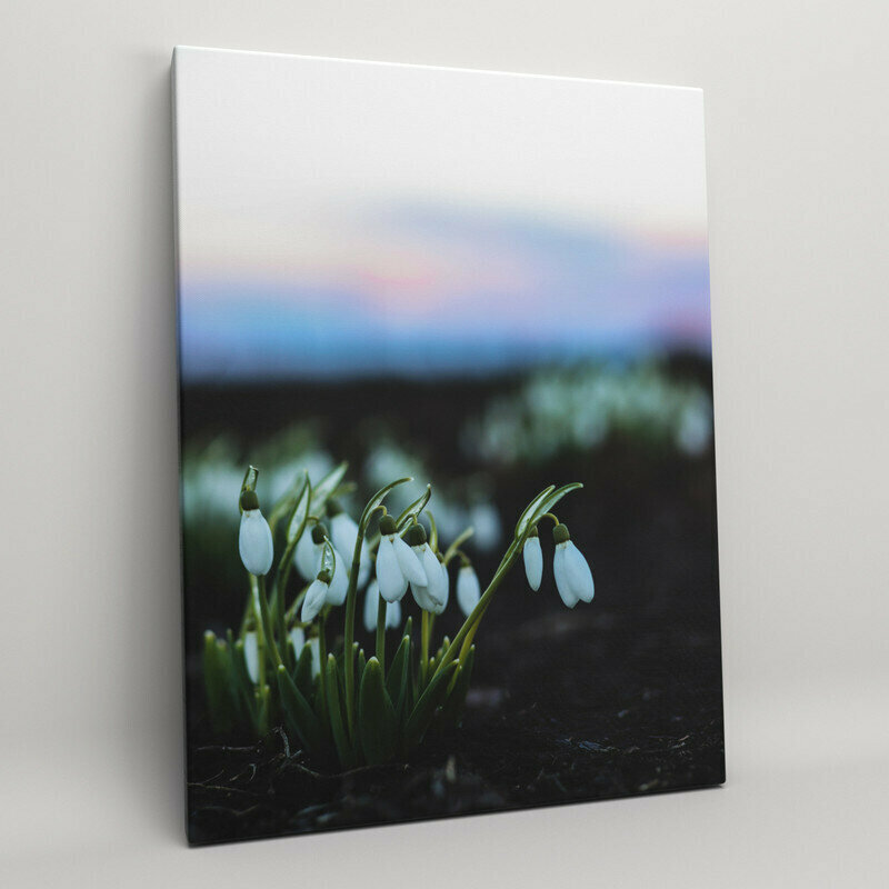 Картина на холсте (интерьерный постер) "Белые подснежники - цветы", с деревянным подрамником, размер 30x40 см