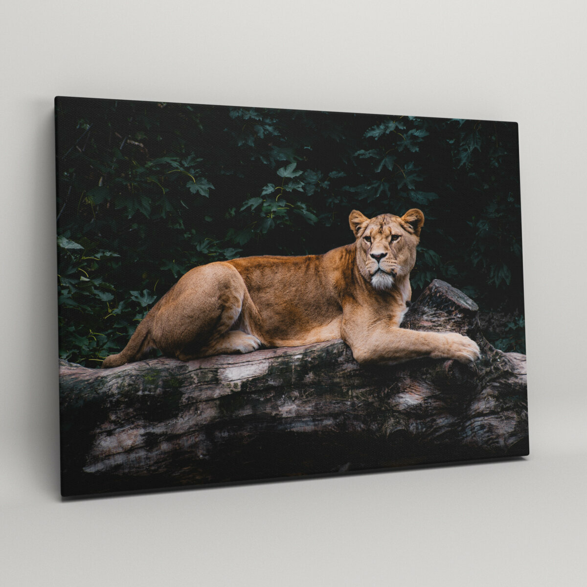Картина на холсте (интерьерный постер) "Львица на дереве", с деревянным подрамником, размер 40x30 см