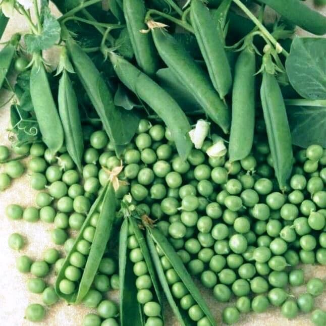 Горох овощной Альфа (ЦВ) 10гр. (10 гр), Гавриш, Россия