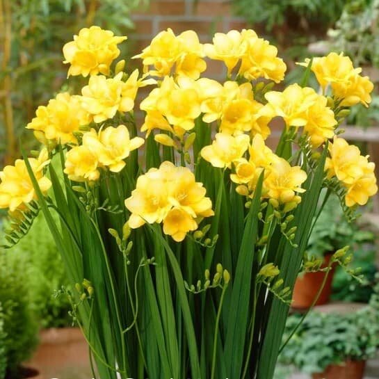 Фрезия Дабл йелоу (5 луковиц), Нидерланды