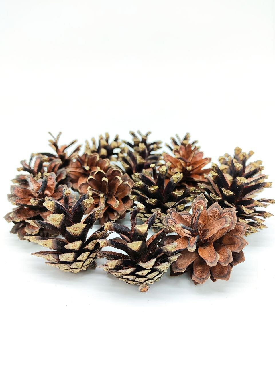 Шишки сосновые натуральные 16 шт. Высушенные и очищенные шишки сосны для декора, украшений и поделок