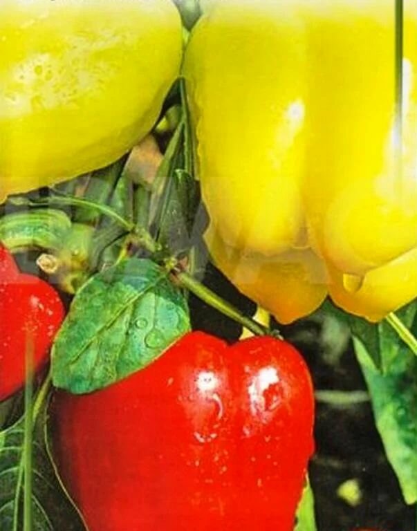 Коллекционные семена перца сладкого Кара F1