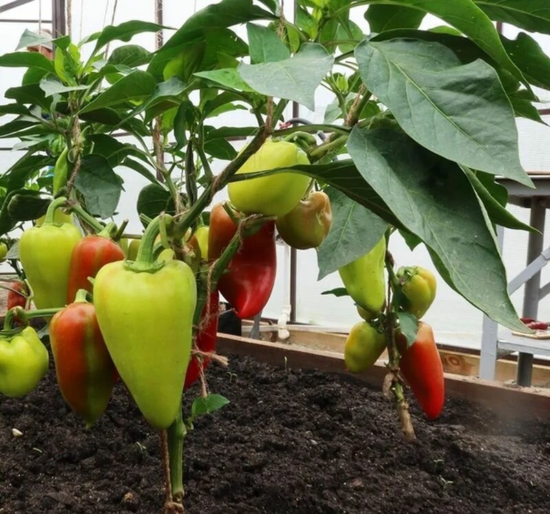 Коллекционные семена перца сладкого Арктика F1