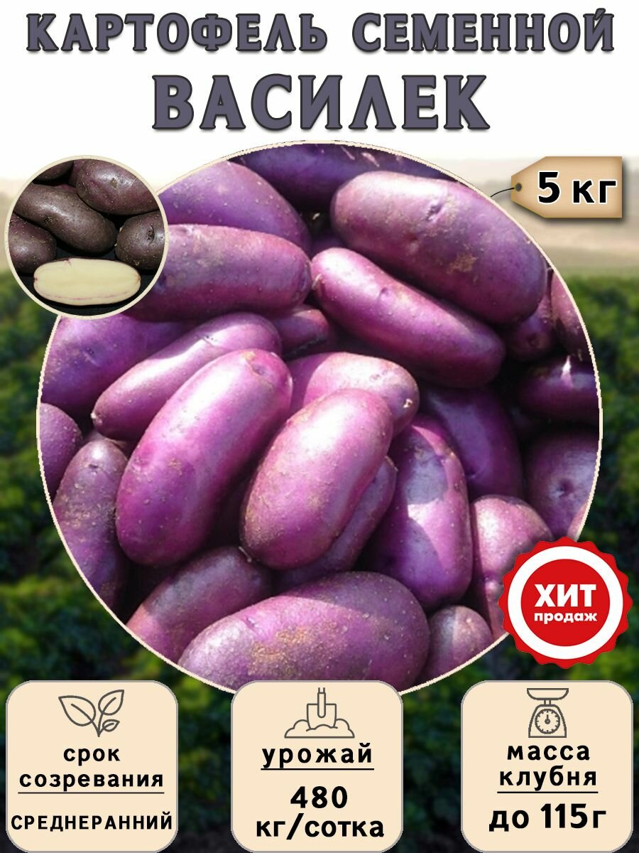 Клубни картофеля на посадку Василек (суперэлита) 5 кг Среднеранний