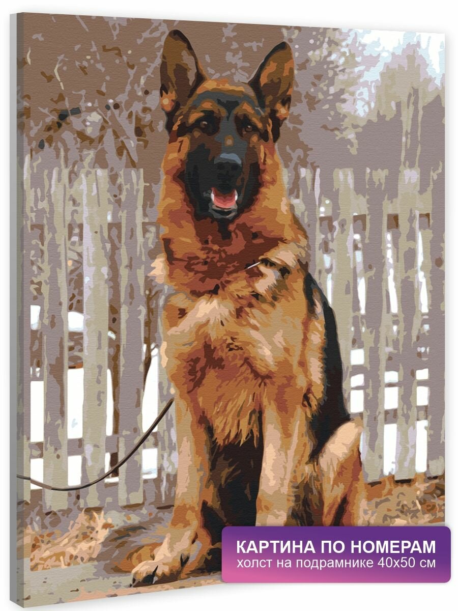 Картина по номерам на холсте с подрамником 40х50 см. Природа, животные, рыбы, птицы. Собаки, щенки. "Немецкая овчарка", арт. 4026/