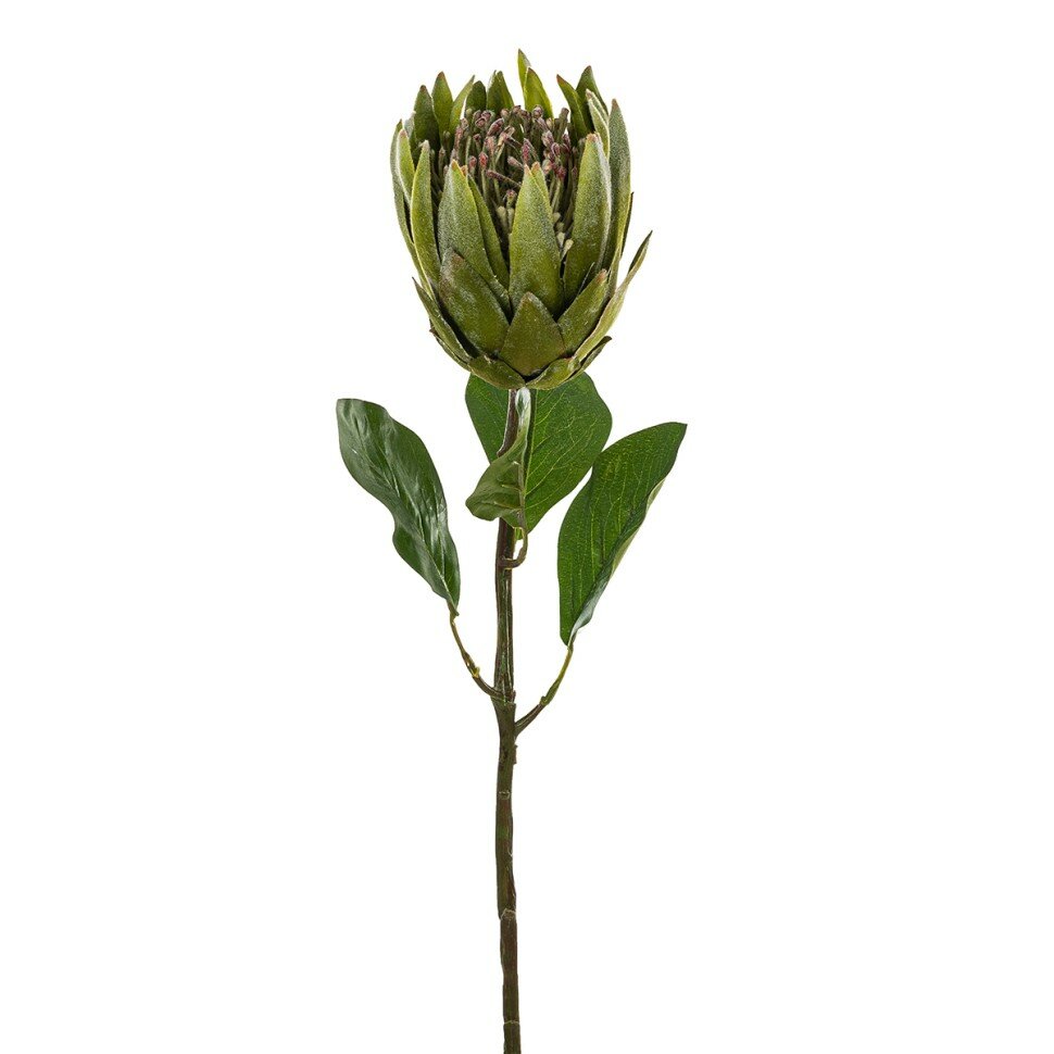 Fiebiger Floristik 211790-800 Цветок декоративный "Протея", 79 см