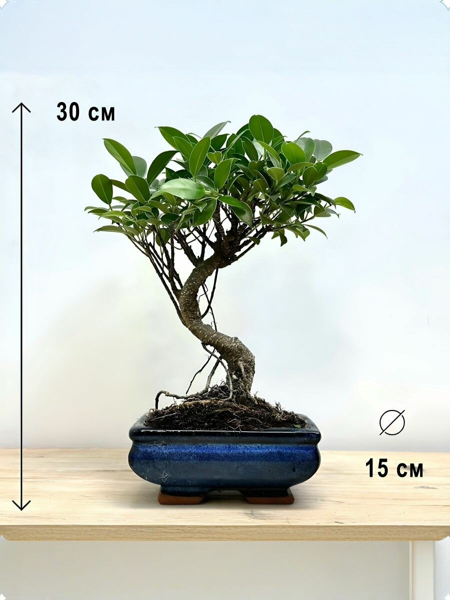 Бонсай Фикус Ретуса в керамике S-образный, высота 31-34см