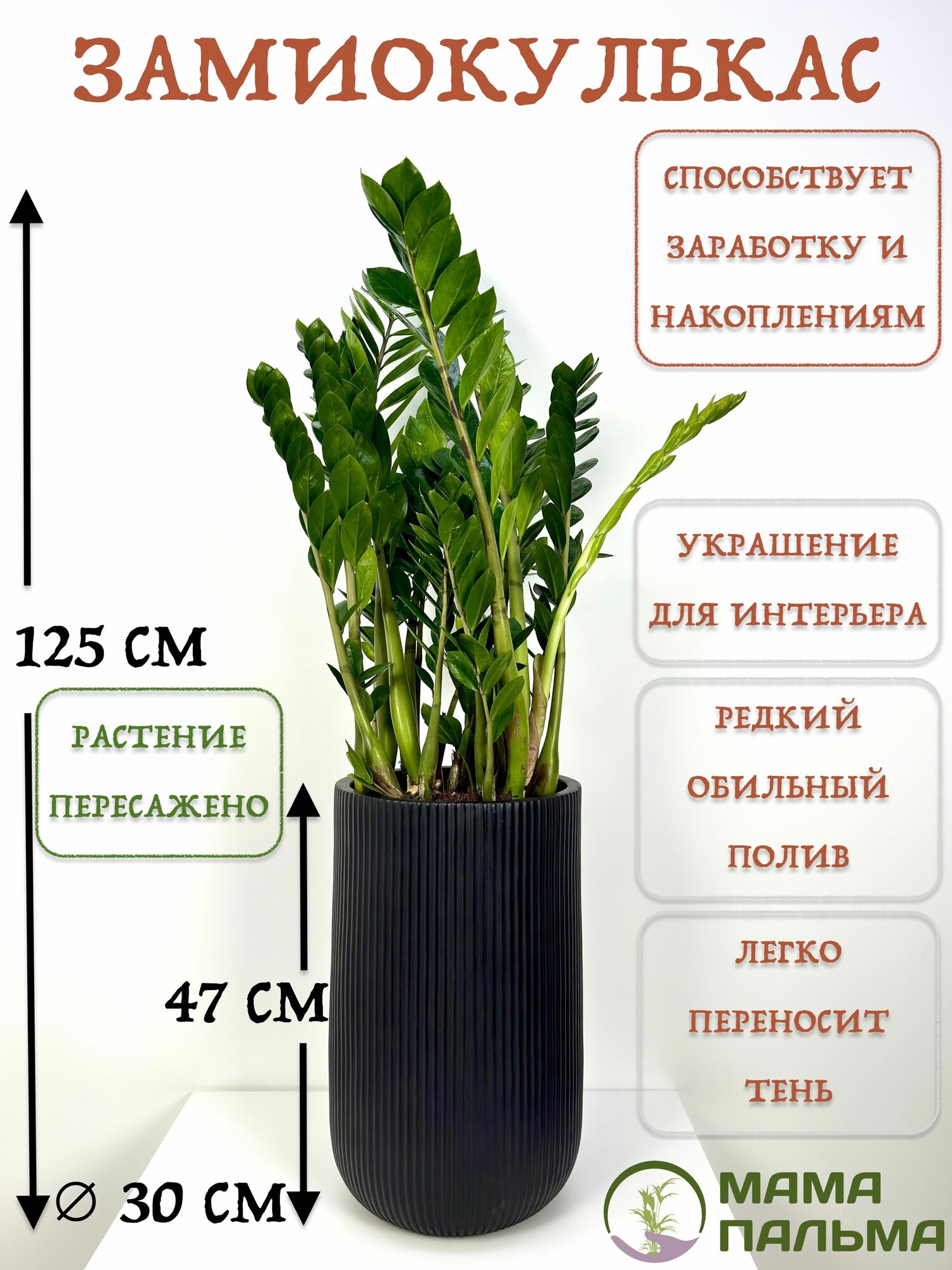Замиокулькас в кашпо JET высокий цилиндр черный Антрацит высота 125 см