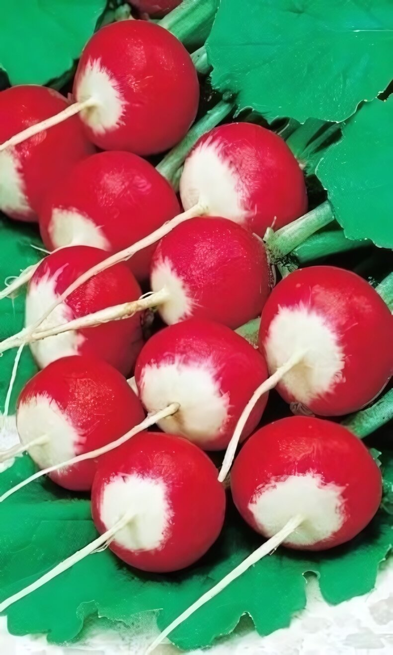 Семена редиса "Розово-красный с белым кончиком", раннеспелый сорт, 2 г, для открытого грунта