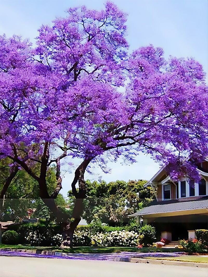 Павловния Войлочная Императорская, Семена, 200 шт, семена декоративных растений