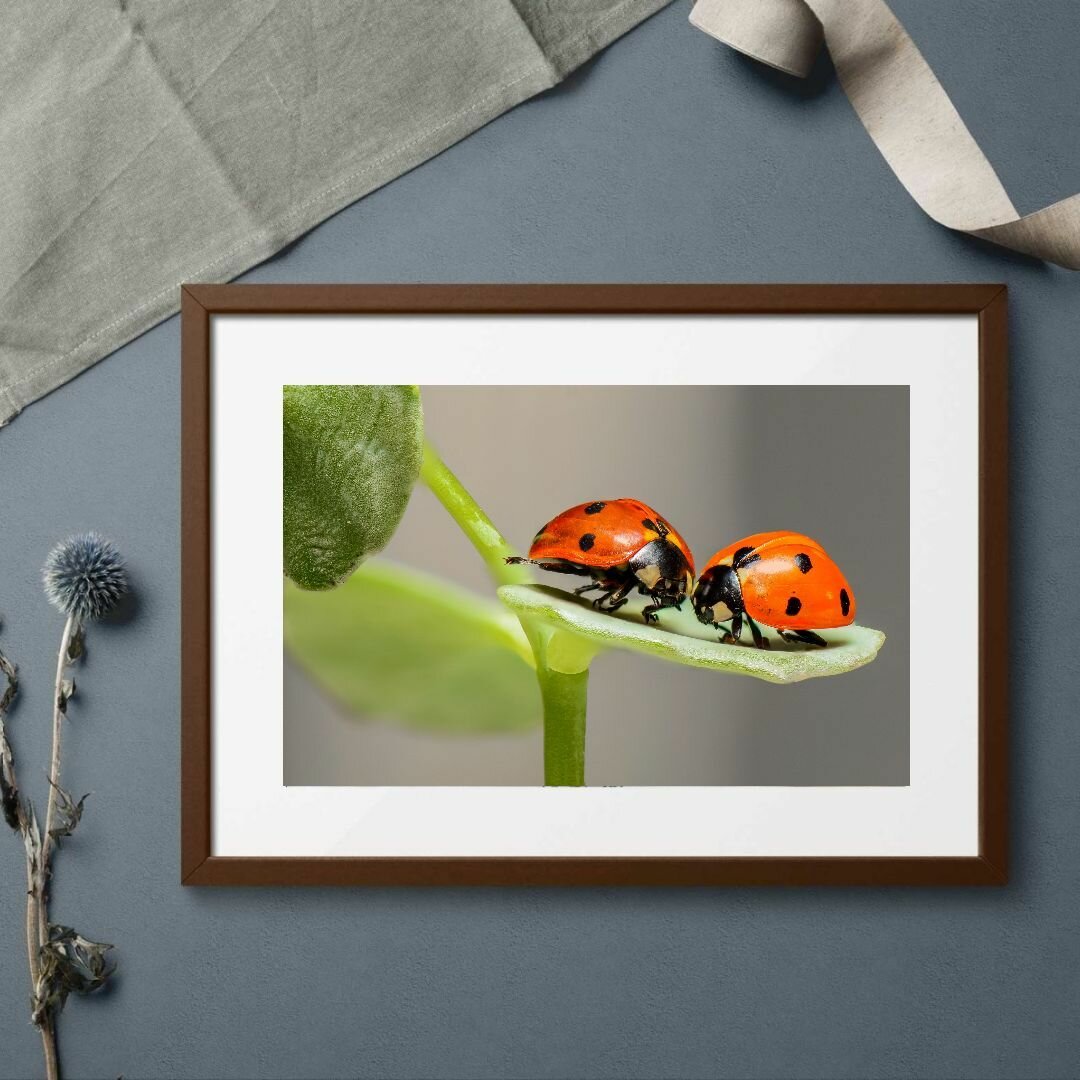 Постер "Божьи коровки" Cool Eshe из коллекции "Природа", плакат А4