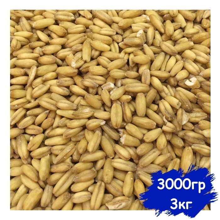 Овес (кубанский) для заваривания и проращивания, Микрозелень для проращивания 3 000 гр, 3 кг