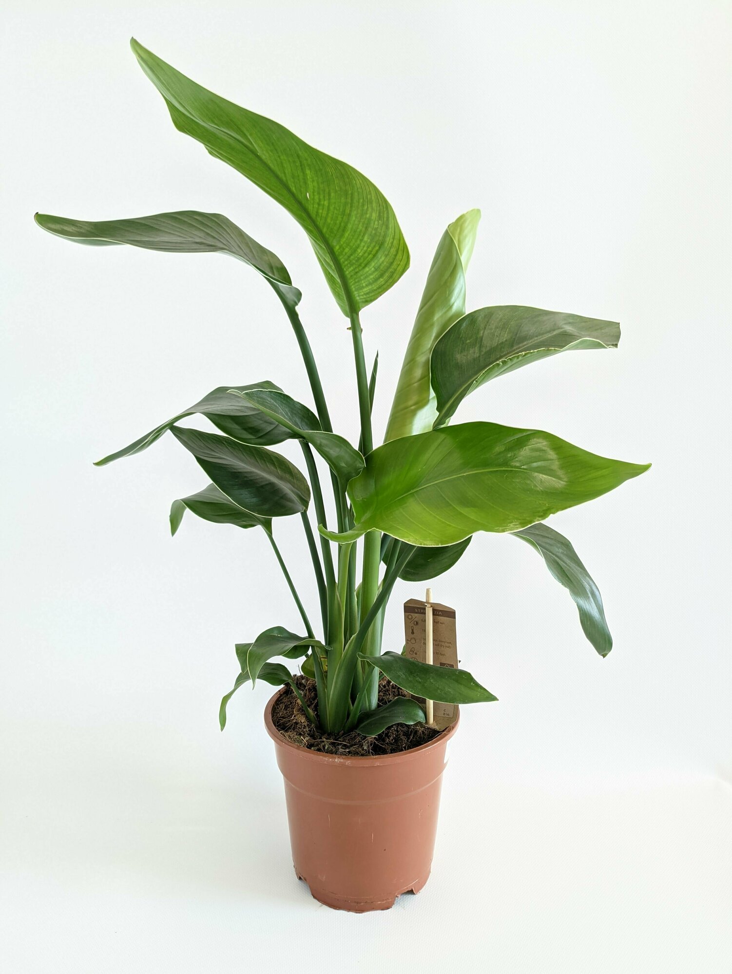 Стрелиция Николай, диаметр горшка 17см, высота 65-75см