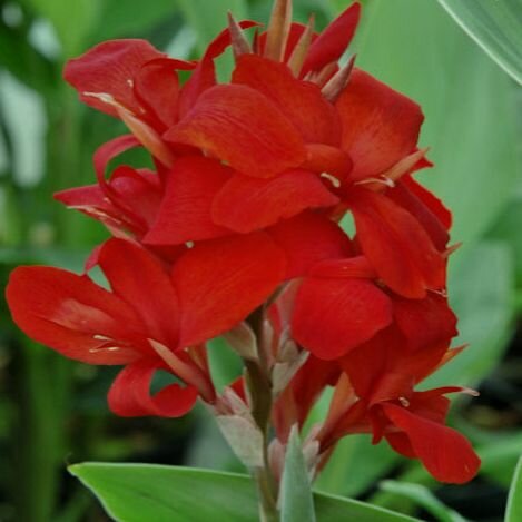 Канна Brillant 1 шт.