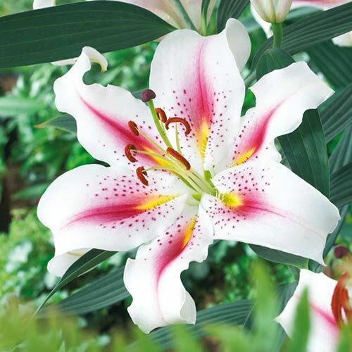 Лилия восточная Рози Доун; Луковица, 5 шт.