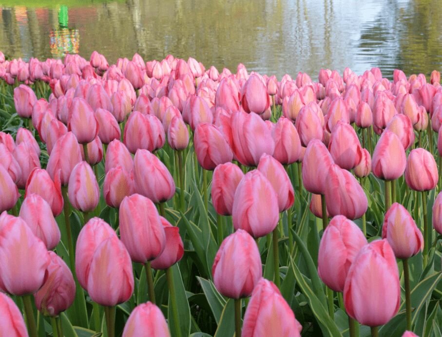 Тюльпан Дарвина Дизайн Импрешн 10 шт.