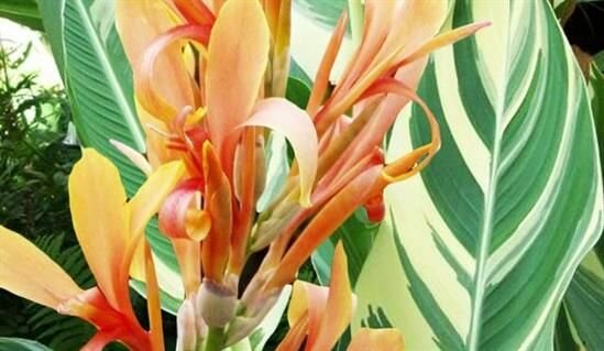 Канна Stuttgart 1 шт. луковицы, клубни, корни цветов